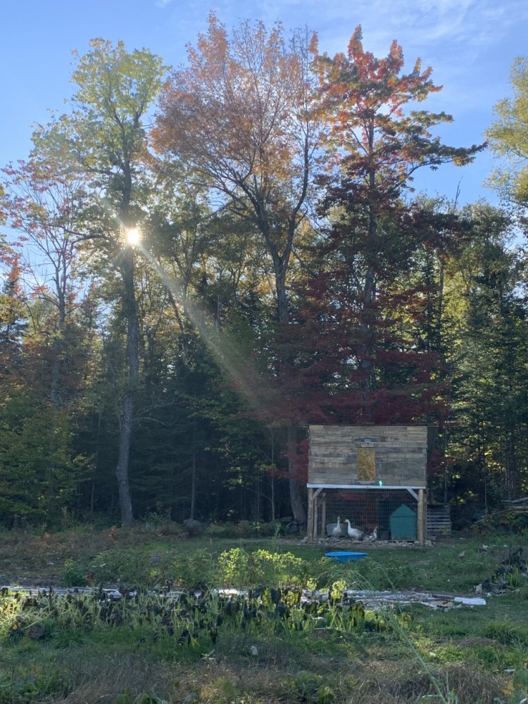 Heart of Maine Homestead - Heart of Maine Homestead