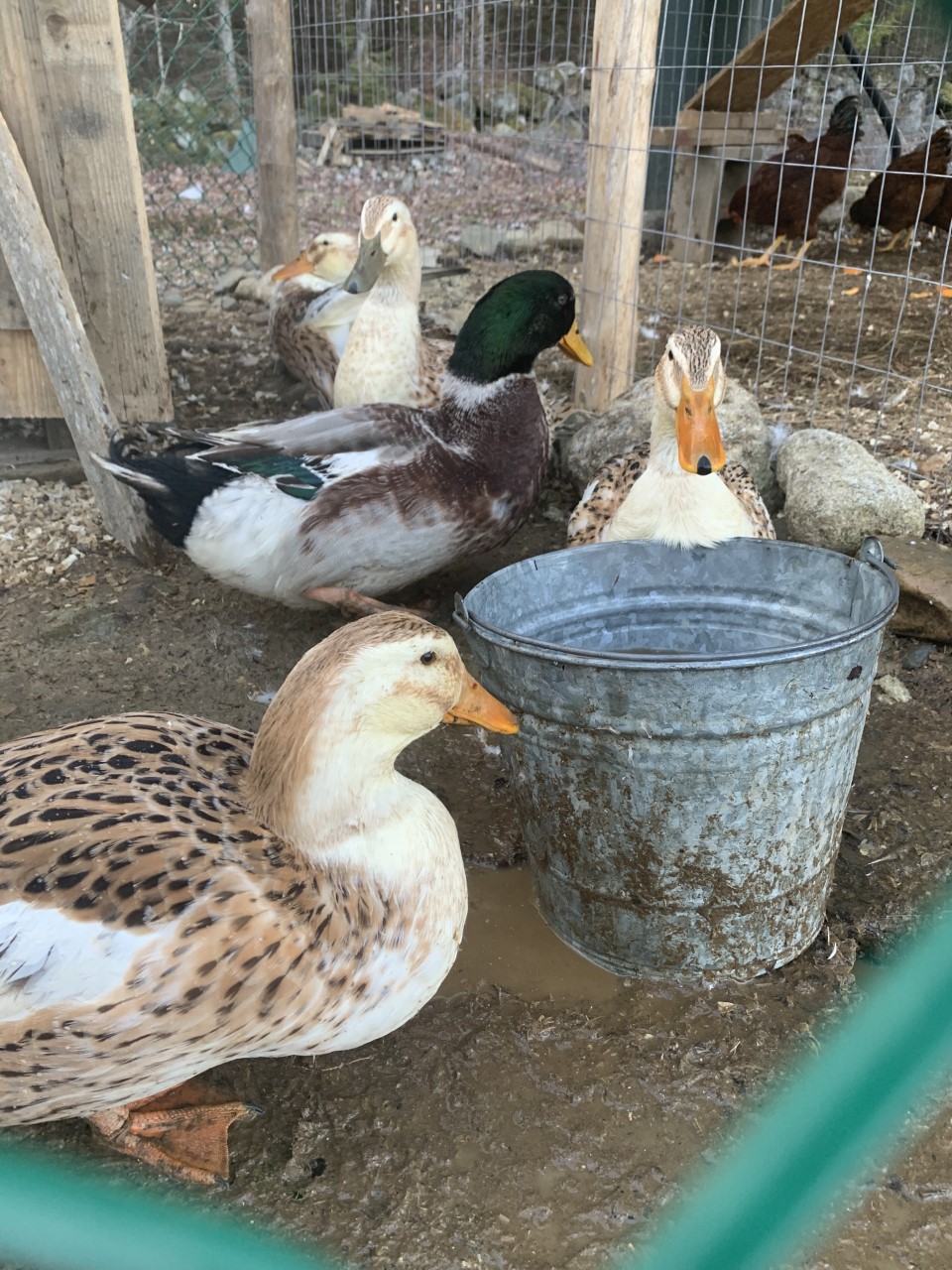 Meet The Animals - Heart of Maine Homestead