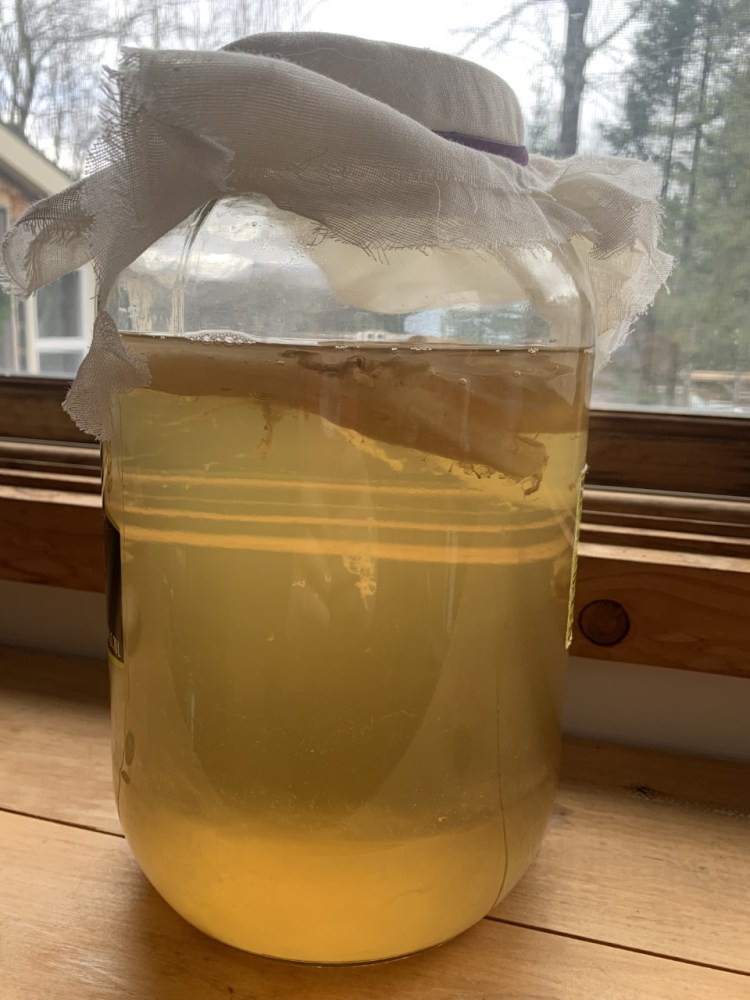 Green Tea Kombucha SCOBY - Heart of Maine Homestead