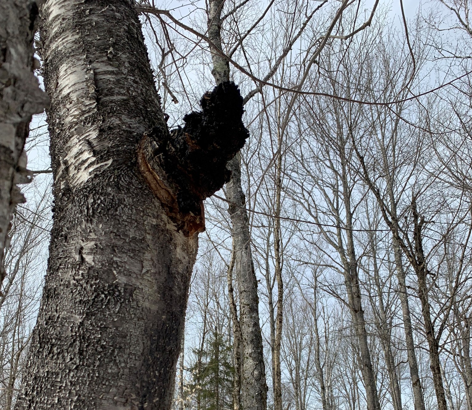 Wild Maine Chaga Tea Chunks - Heart of Maine Homestead