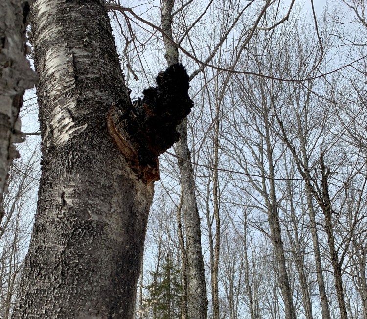 Wild Maine Chaga Tea Chunks - Heart of Maine Homestead