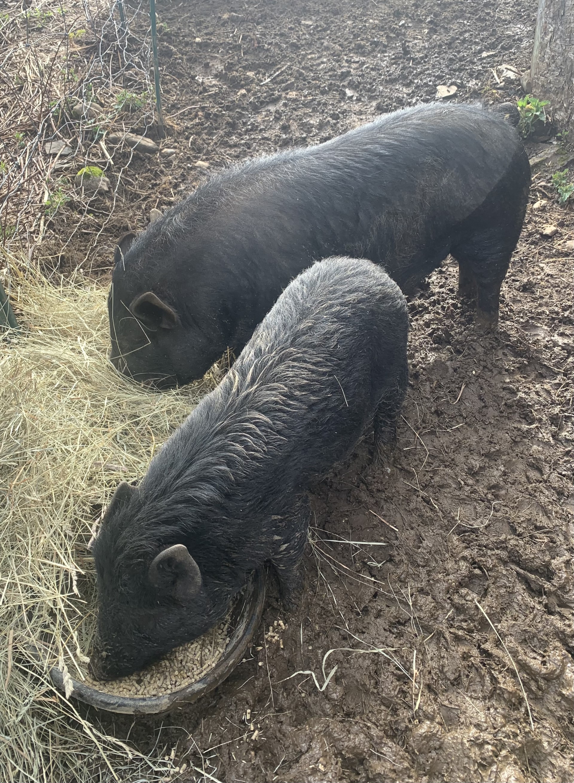 Meet The Animals - Heart of Maine Homestead
